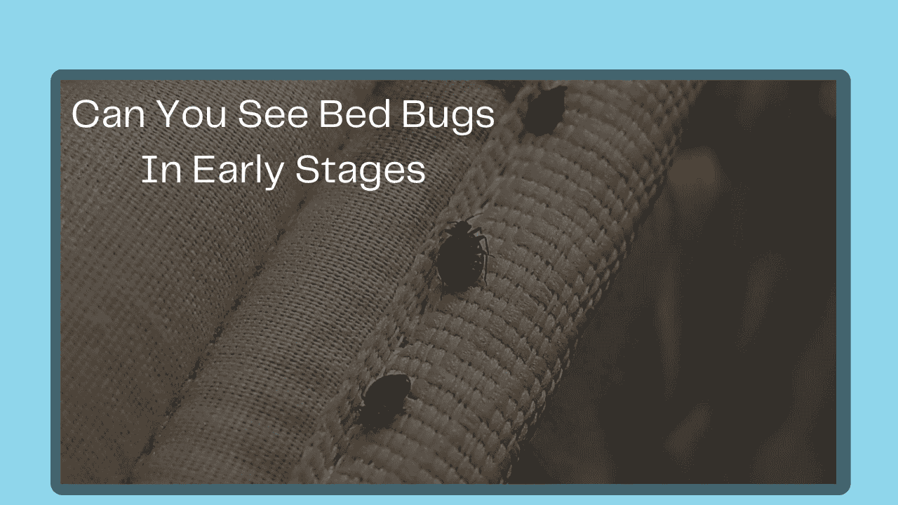 Can You See Bed Bugs in Early Stages? - Care Pest Control BD